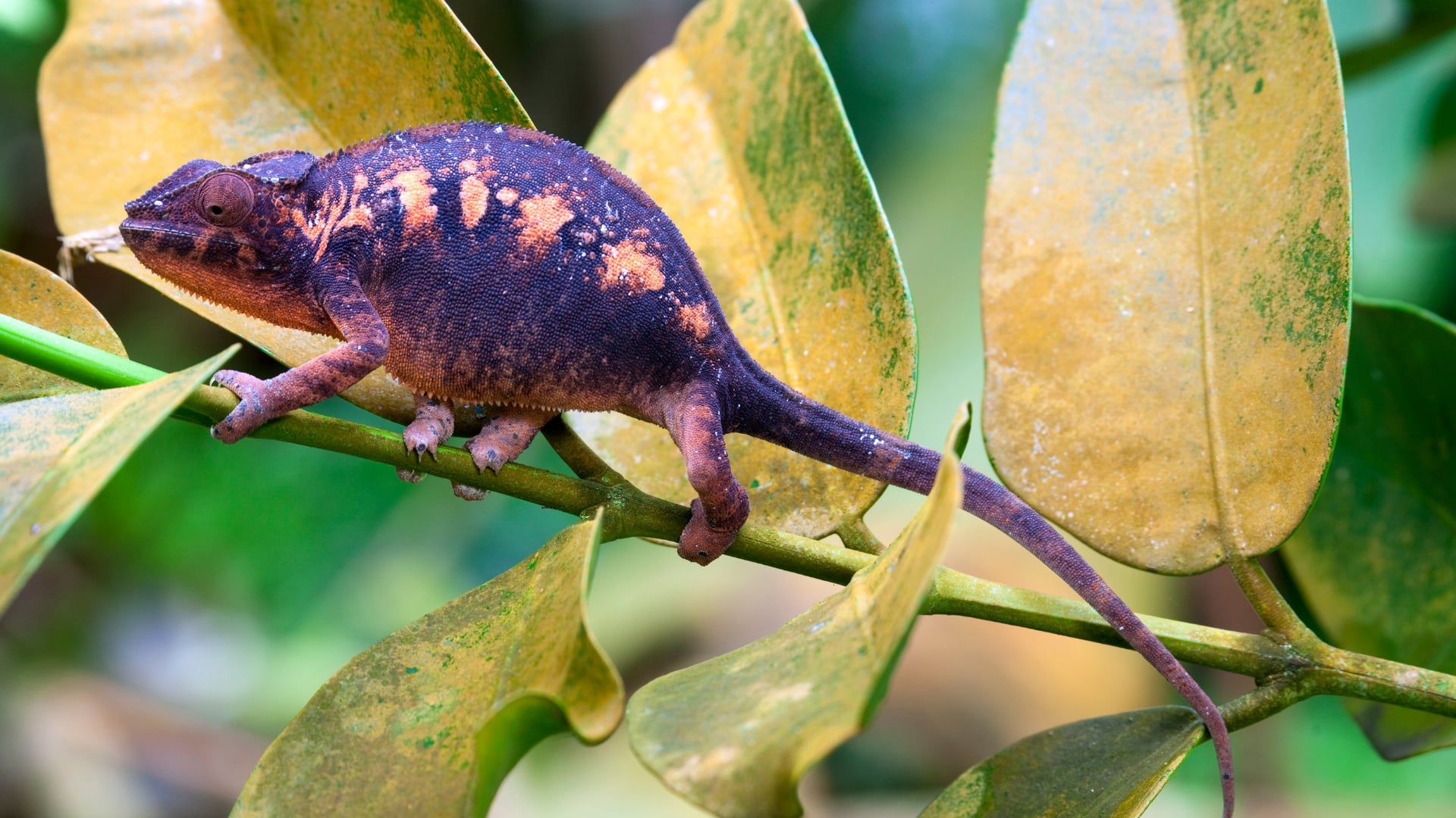 Celebrate International Chameleon Day on May 9 – Lemur Conservation Network
