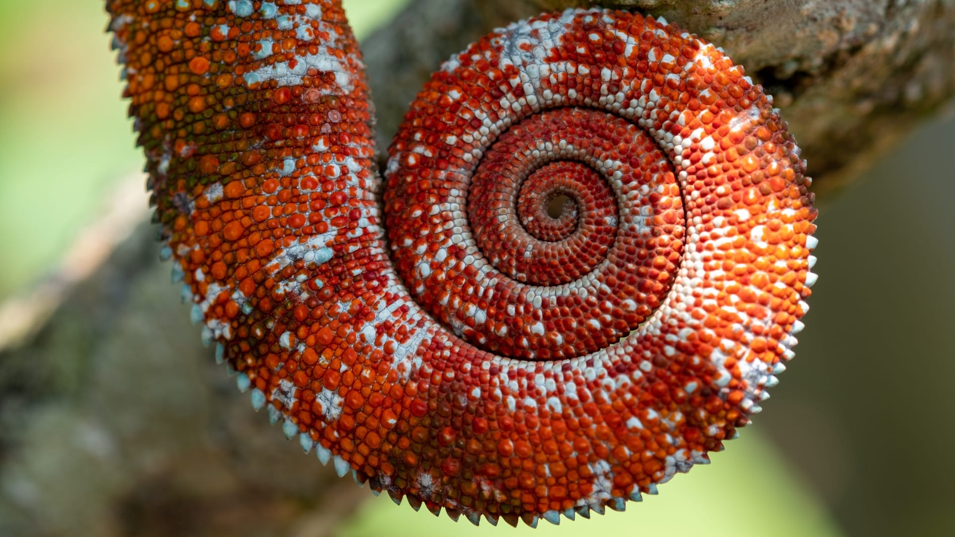 Celebrate International Chameleon Day on May 9 – Lemur Conservation Network