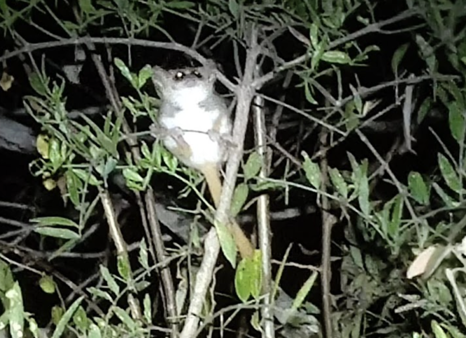Research and Tourism in Beza Mahafaly Special Reserve – Lemur ...