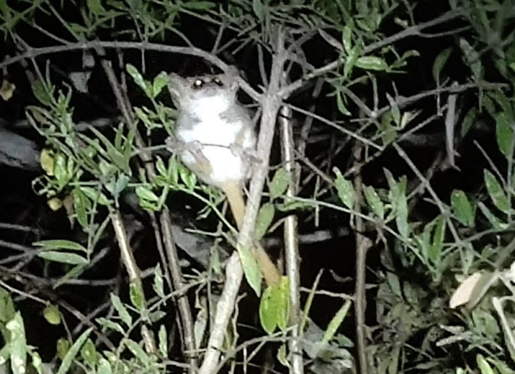 Research and Tourism in Beza Mahafaly Special Reserve – Lemur ...