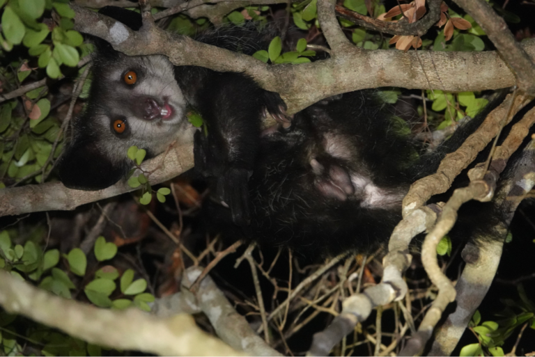 The 4 Best Places to See Aye-Ayes in the Wild in Madagascar – Lemur ...