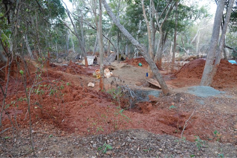 The 4 Best Places to See Aye-Ayes in the Wild in Madagascar – Lemur Conservation Network